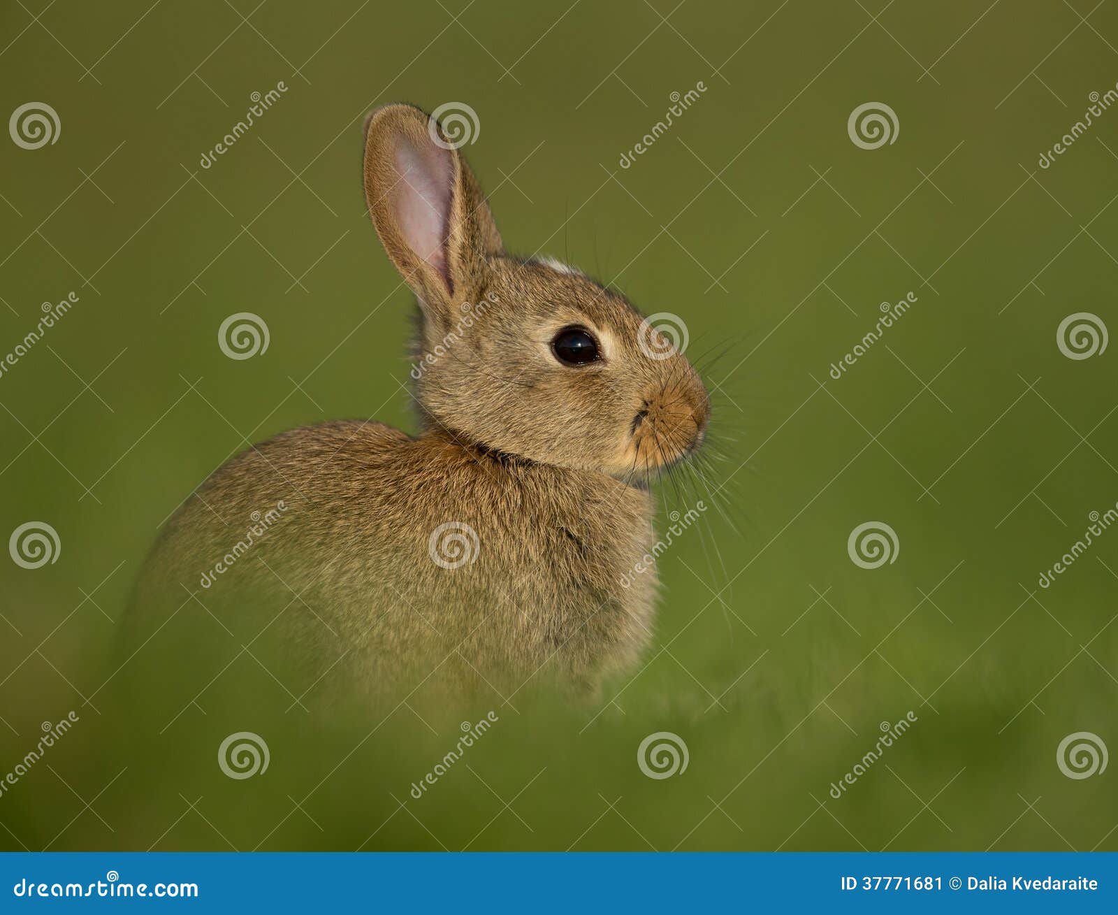 Coelho Europeu (cuniculus Do Oryctolagus) Imagem de Stock - Imagem de ...