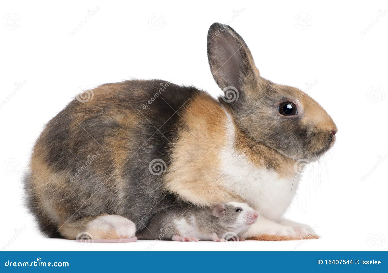 Coelho Europeu, Cuniculus Do Oryctolagus, Sentando-se Foto de Stock ...