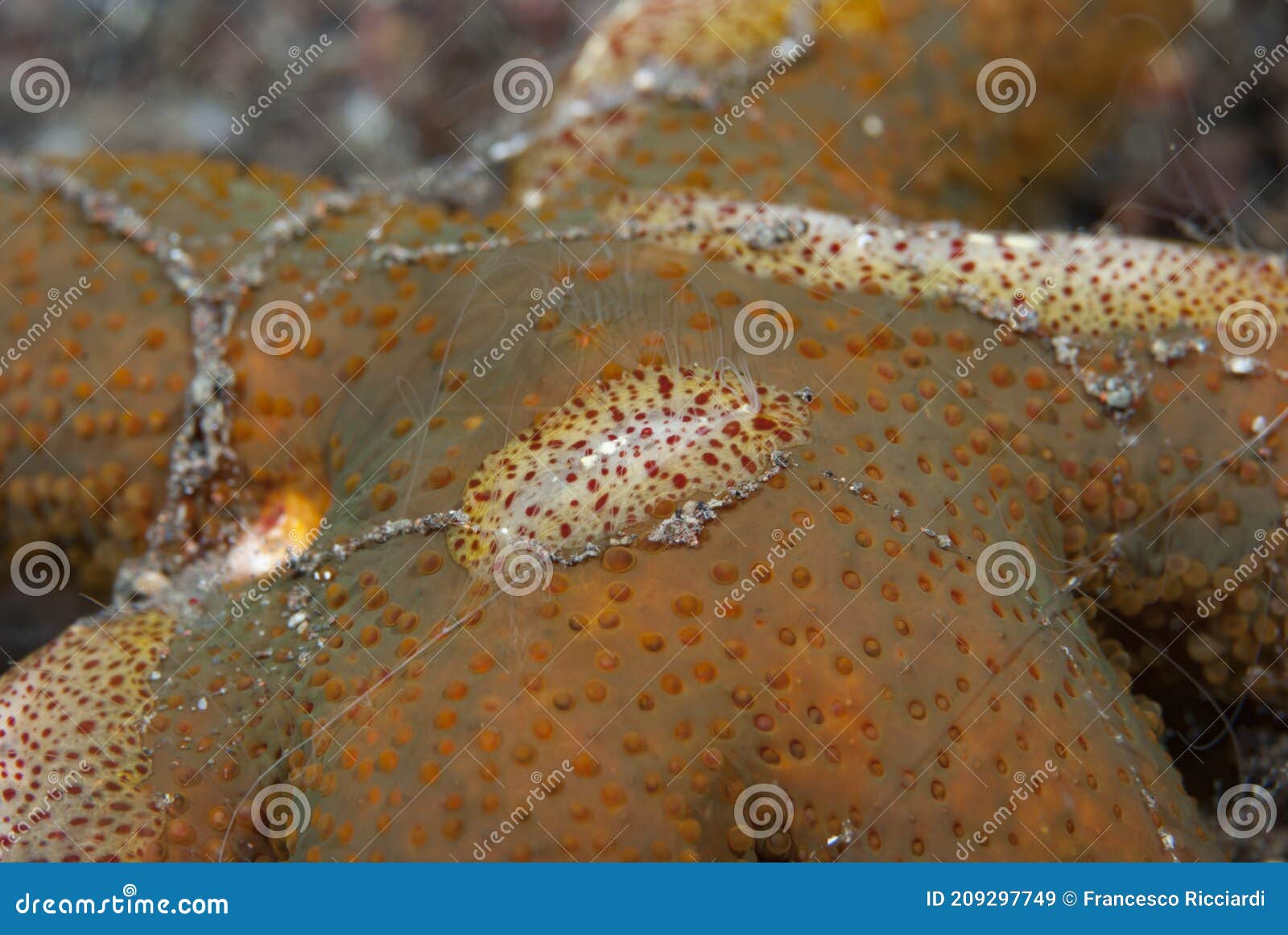 Benthic Comb Jelly Coeloplana Sp. Stock Image - Image of macro, jellies ...