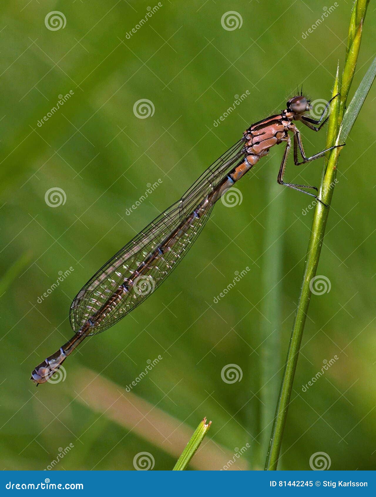 Coenagrion Pulchellum, Variable Damselfly Stock Image - Image of ...
