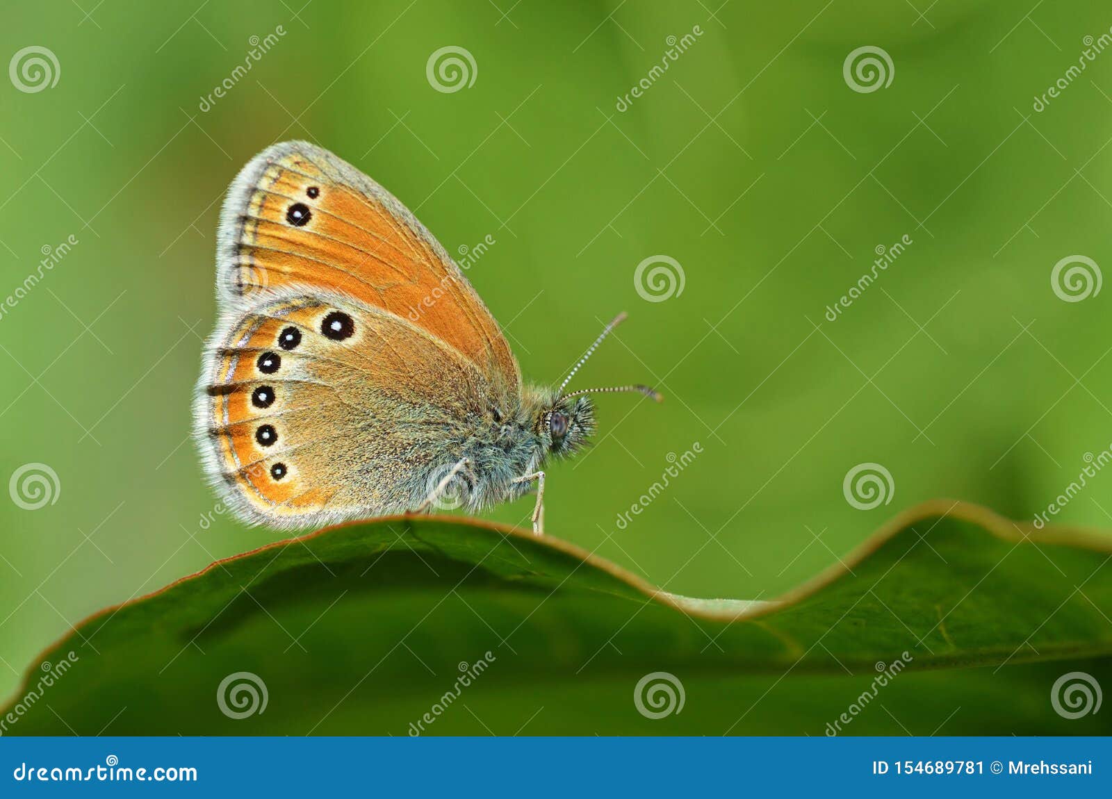 Coenonympha Leander , Russian Heath Butterfly , Butterflies of Iran ...