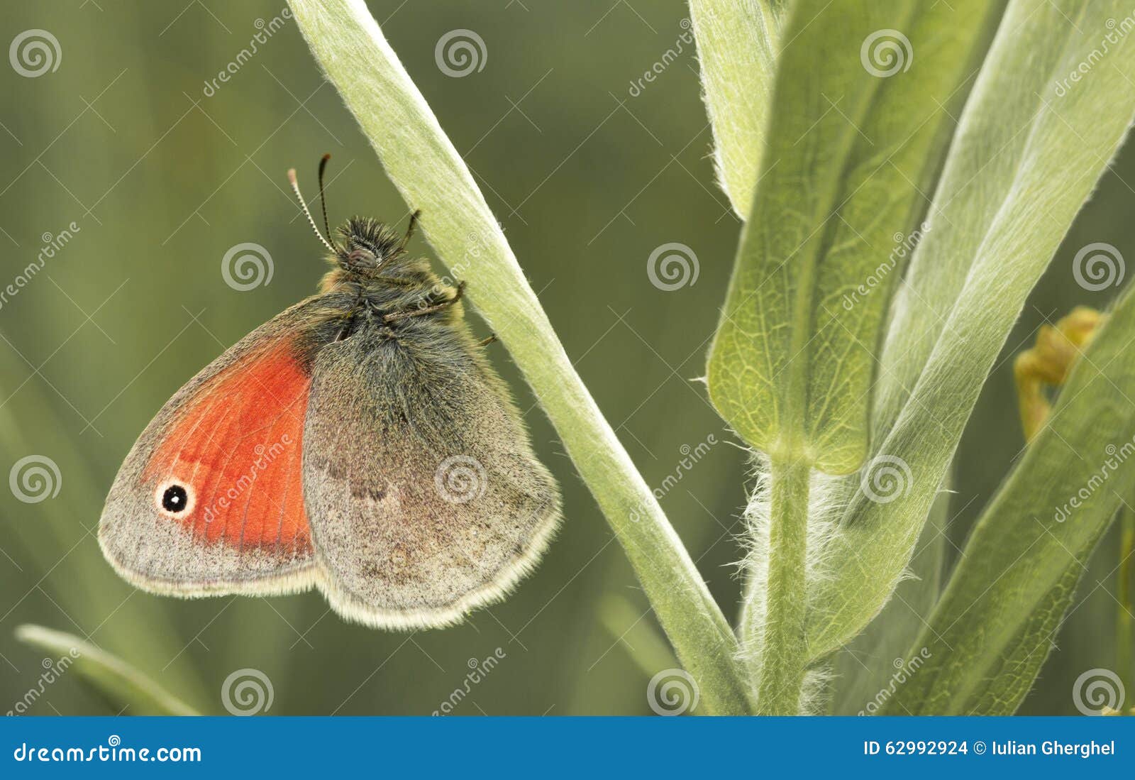 Coenonympha pamphilus stock photo. Image of season, spot - 62992924