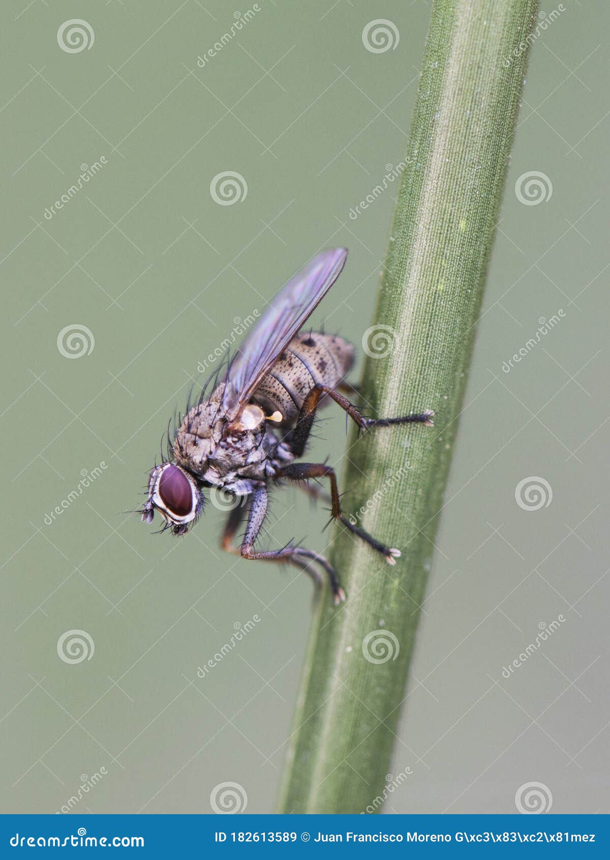 Coenosia Tigrina Small Gray Fly with Dark Spots Perched on a Reed Stock ...