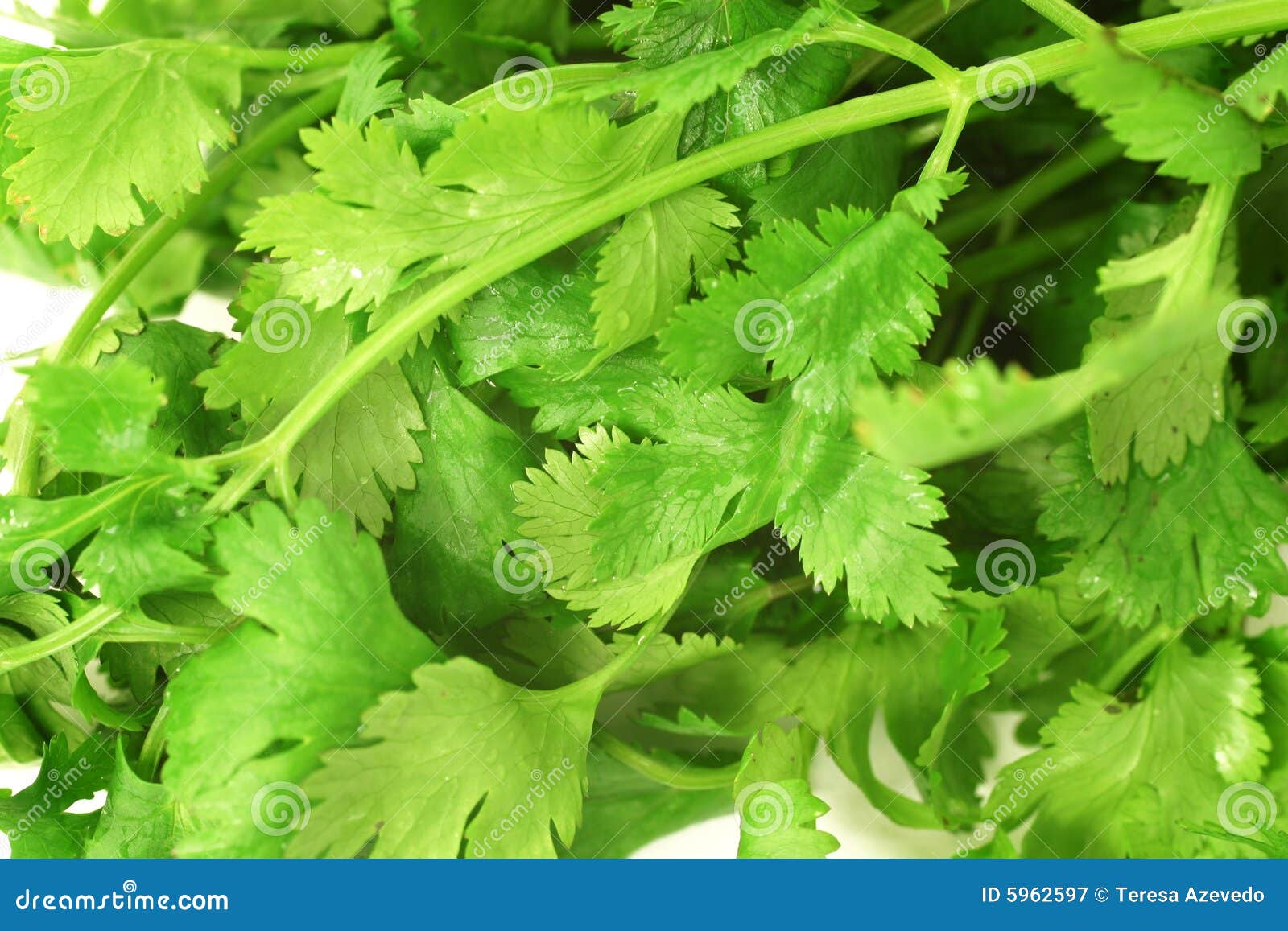 Coentro imagem de stock. Imagem de grupo, orgânico, quente - 5962597