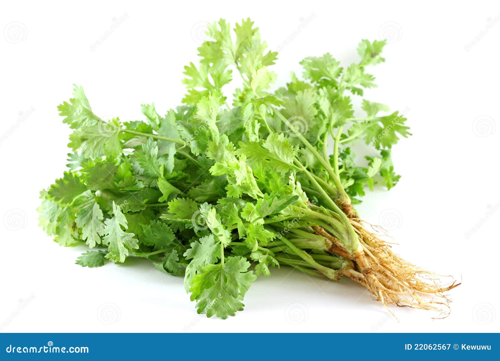 Coentro Fresco (folhas E Raizes) Imagem de Stock - Imagem de alimento ...