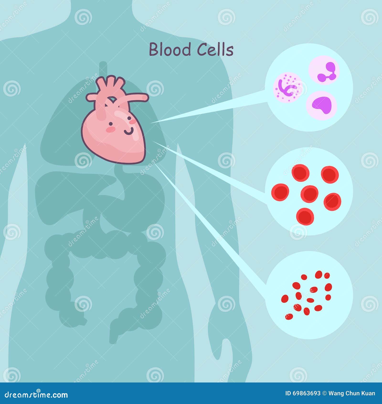 Coeur Avec Des Globules Sanguins Illustration de Vecteur - Illustration ...