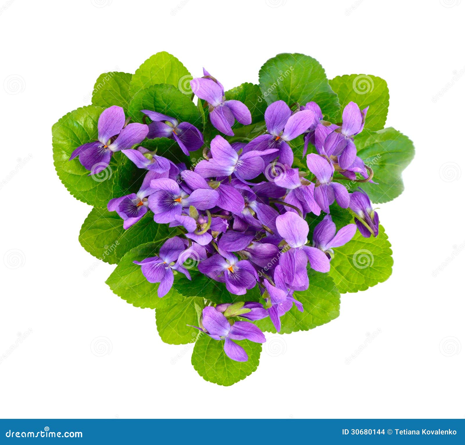 Coeur de violettes. photo stock. Image du trame, santé - 30680144