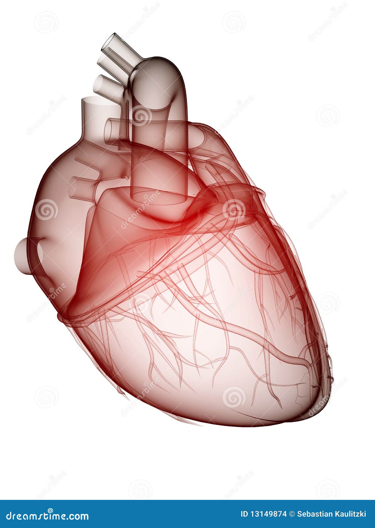 Coeur humain illustration stock. Illustration du artère - 13149874