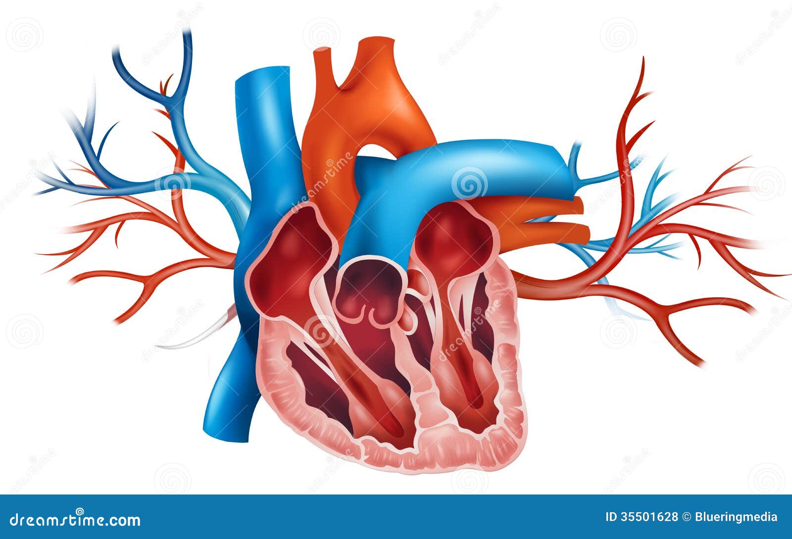 Coeur humain illustration de vecteur. Illustration du image - 35501628