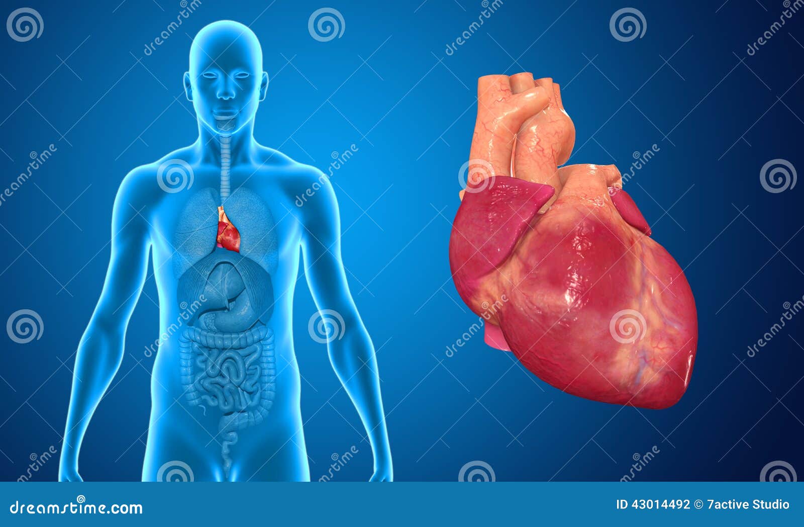 Coeur humain illustration stock. Illustration du sang - 43014492