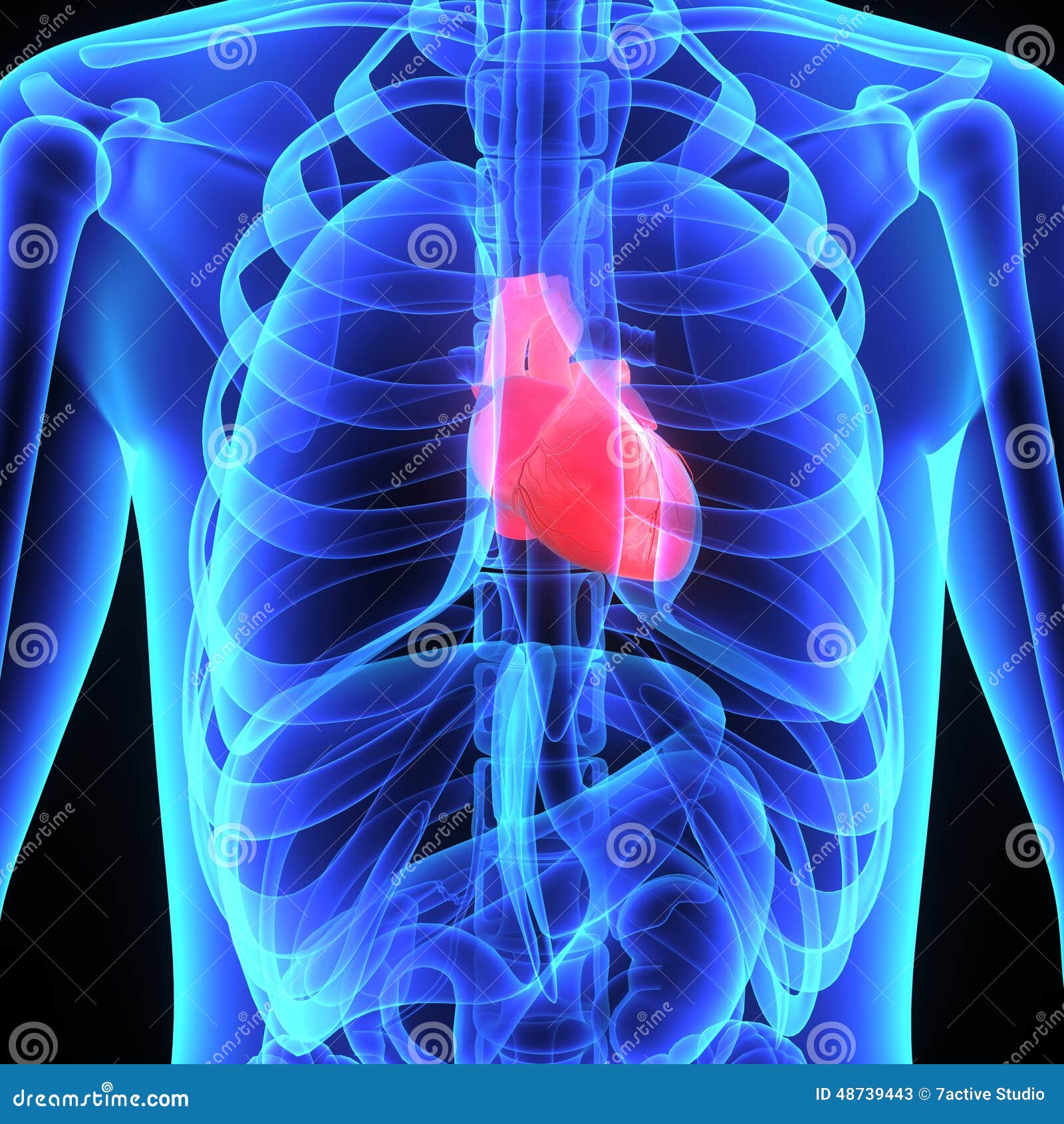 Coeur Humain Illustration Stock - Image: 48739443