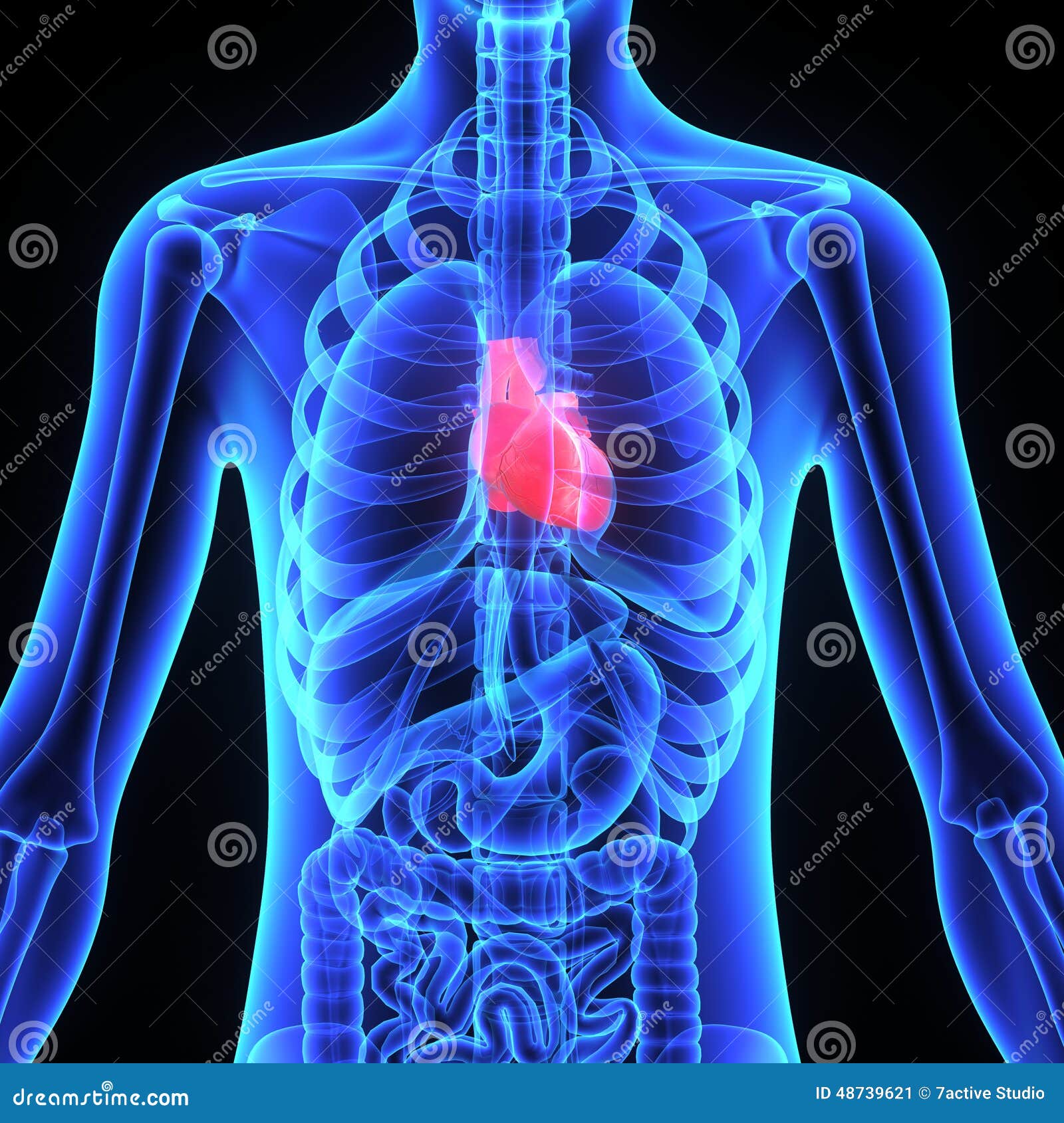 Coeur humain illustration stock. Illustration du anatomie - 48739621