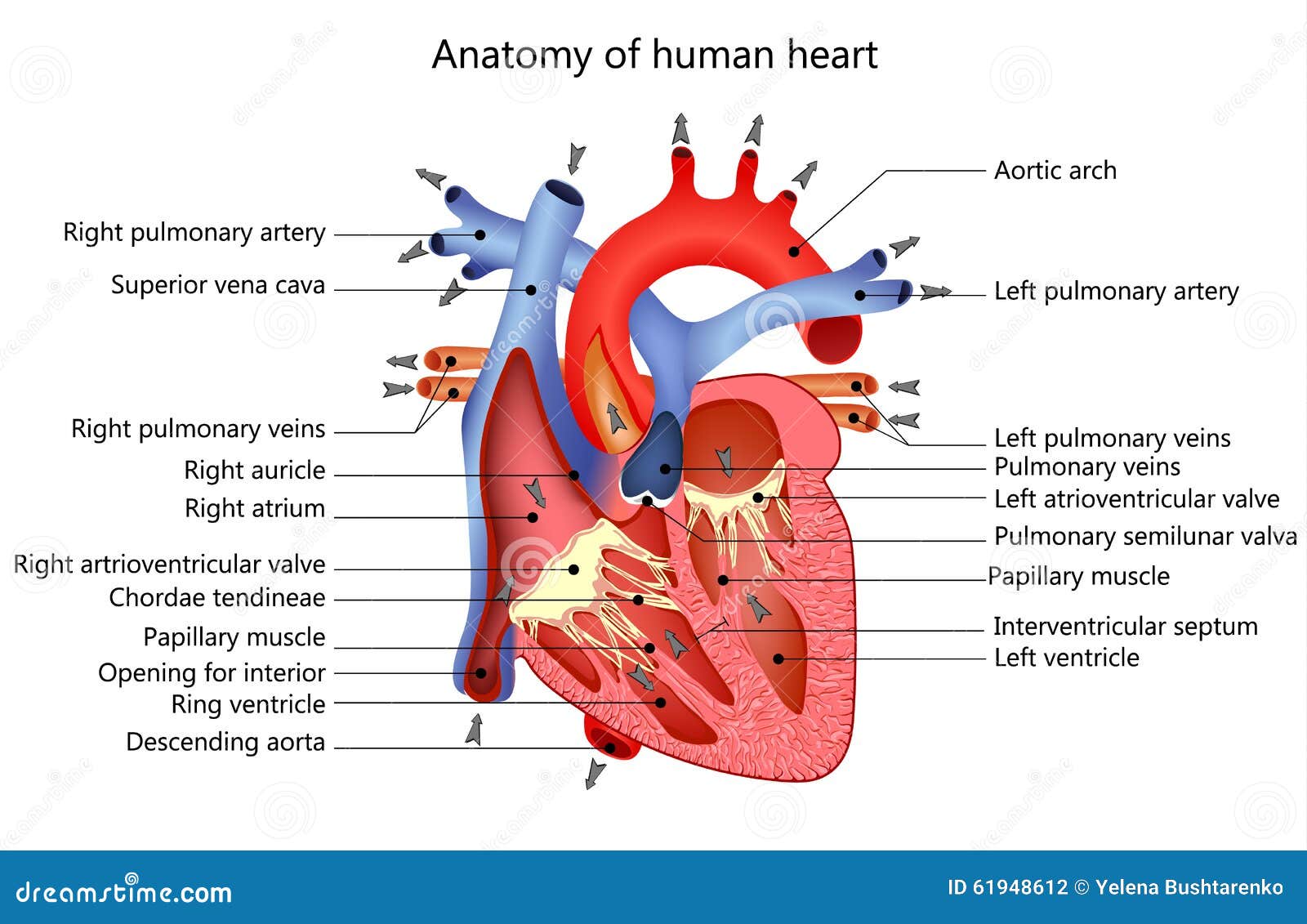 Coeur Humain Médical Illustration de Vecteur - Image: 61948612
