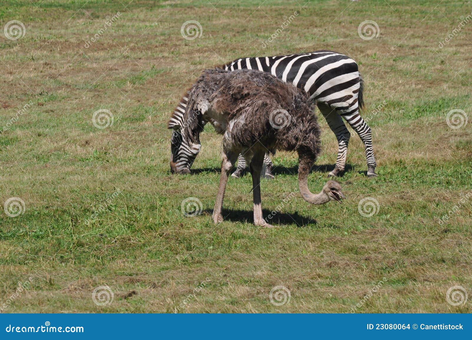 Coexistence stock photo. Image of feathers, eating, friend - 23080064