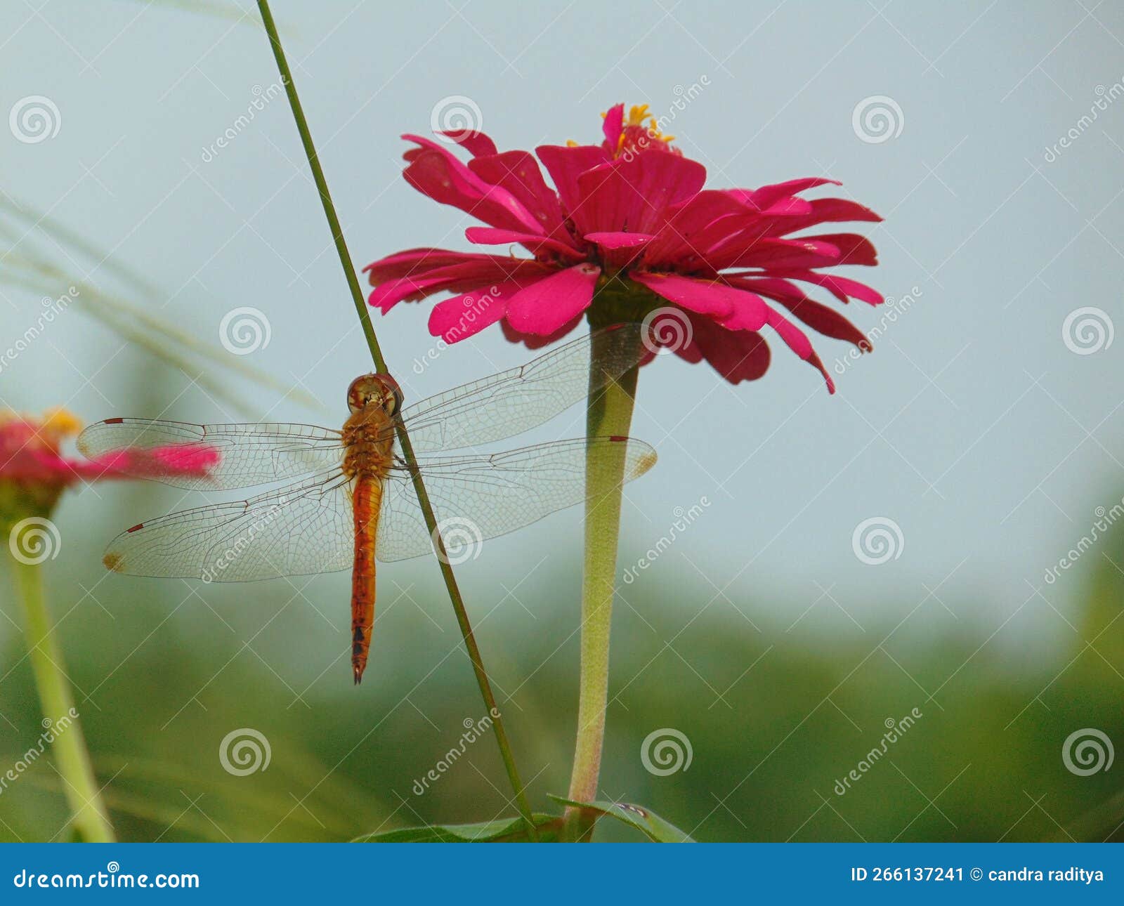 Coexistence with nature stock image. Image of coexistence - 266137241