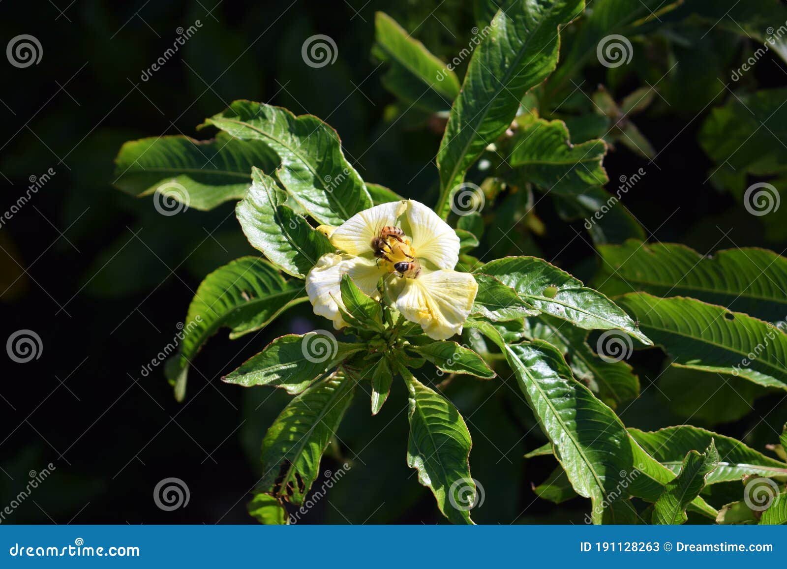 Coexisting Animals in Nature Stock Image - Image of insect, field ...