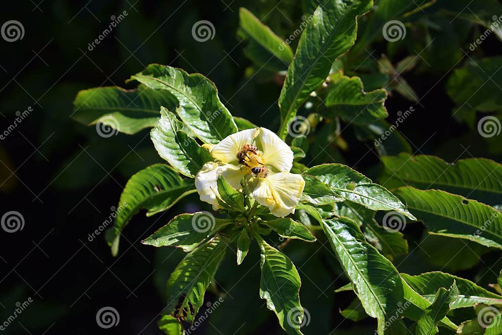 Coexisting Animals in Nature Stock Image - Image of insect, field ...