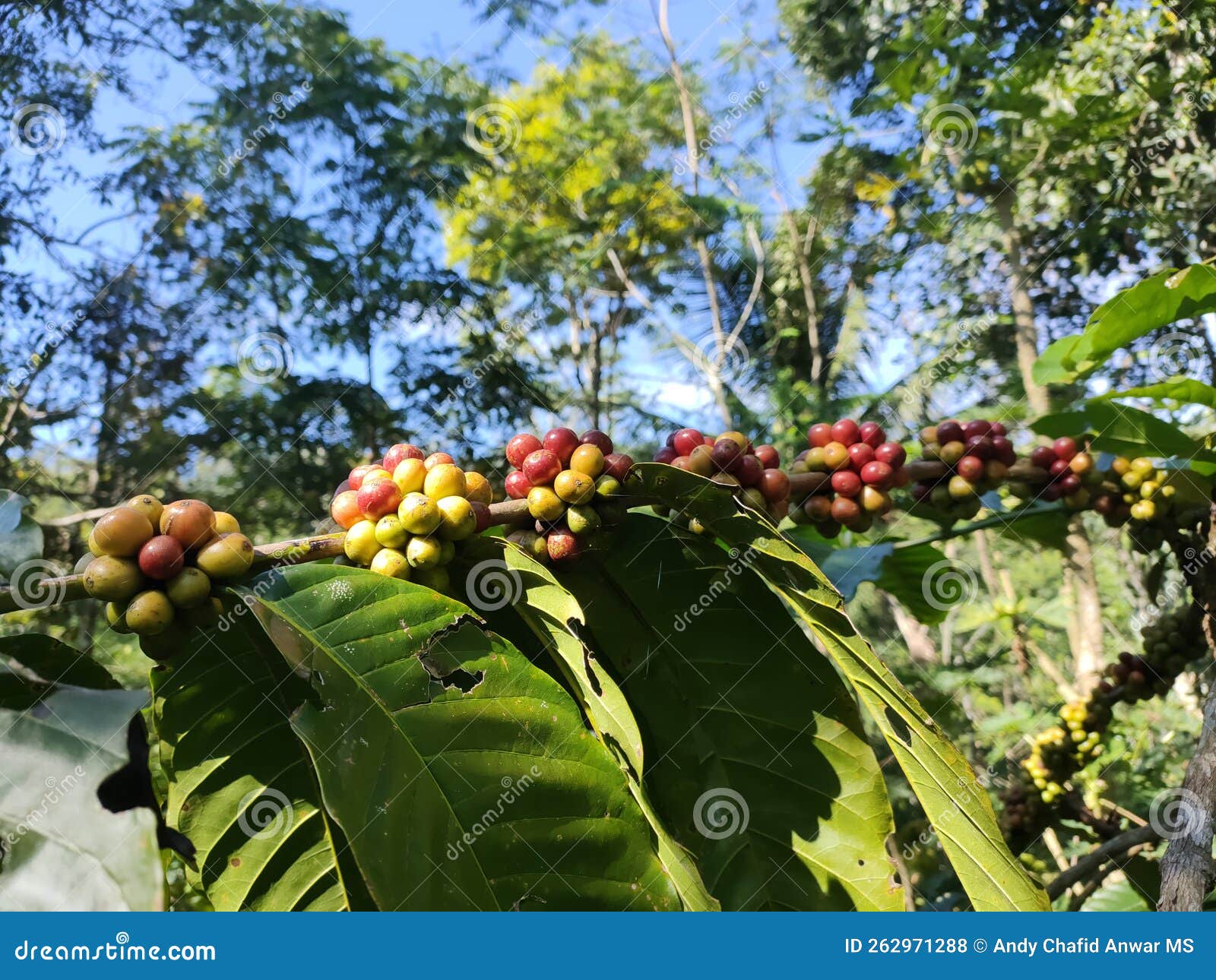 Cofee Fruit & X28;cofee Berry& X29; Stock Photo - Image of shrub ...