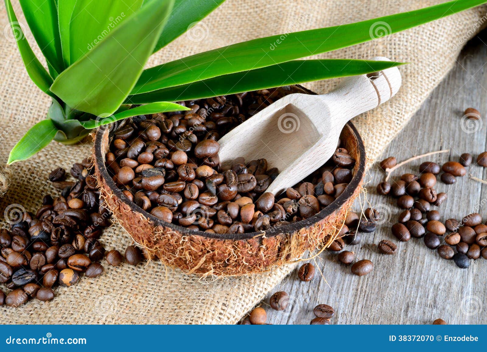 Coffe beans in coconut stock photo. Image of fruit, cream - 38372070