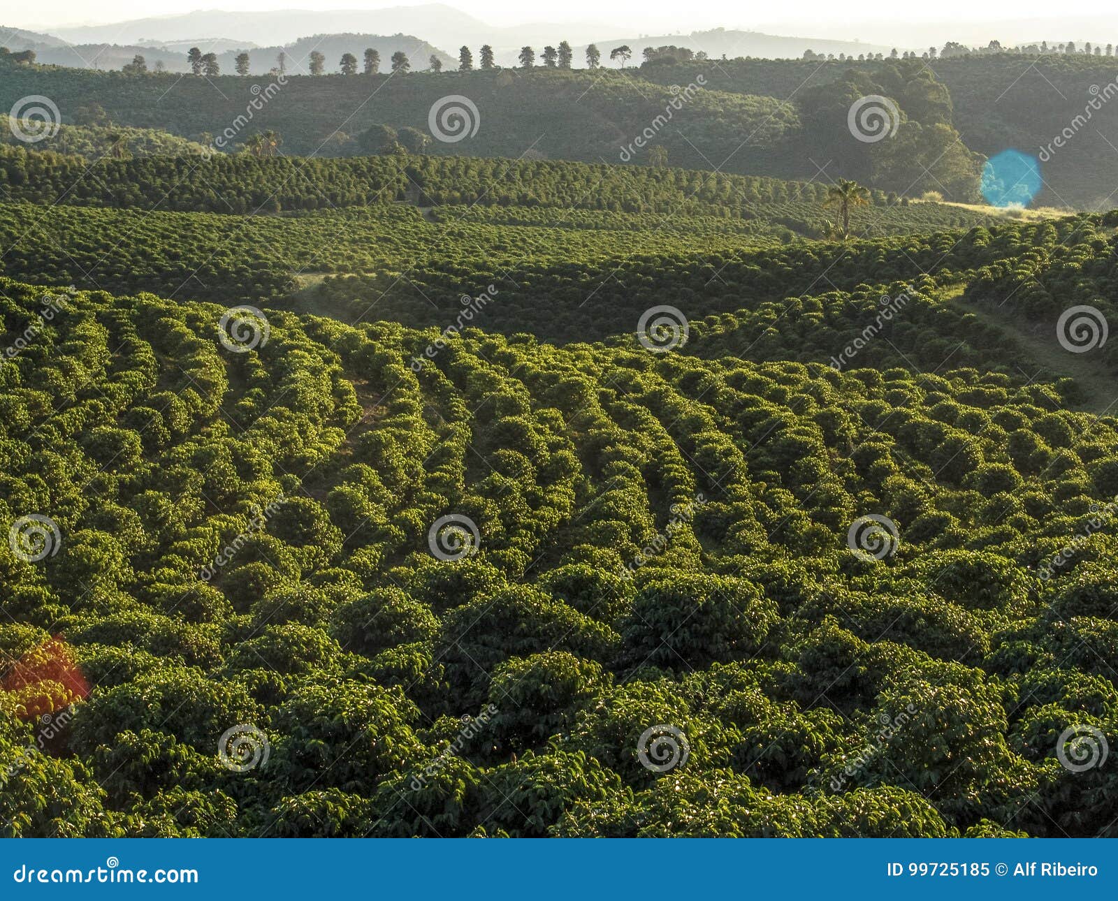 Coffee field editorial image. Image of mountain, brazil - 99725185
