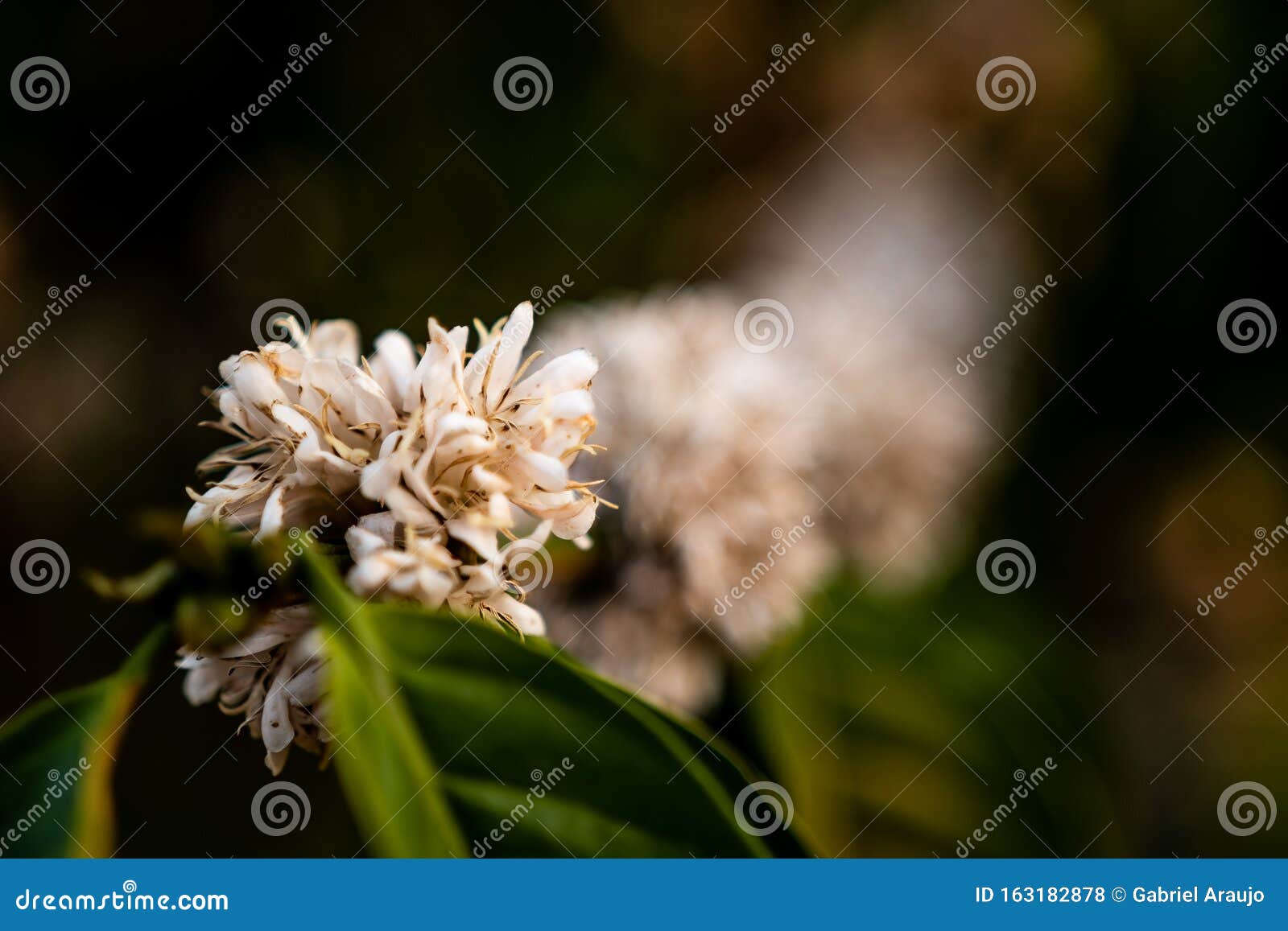 Coffe Flowers - Robusta Coffe in Angola Stock Photo - Image of macro ...