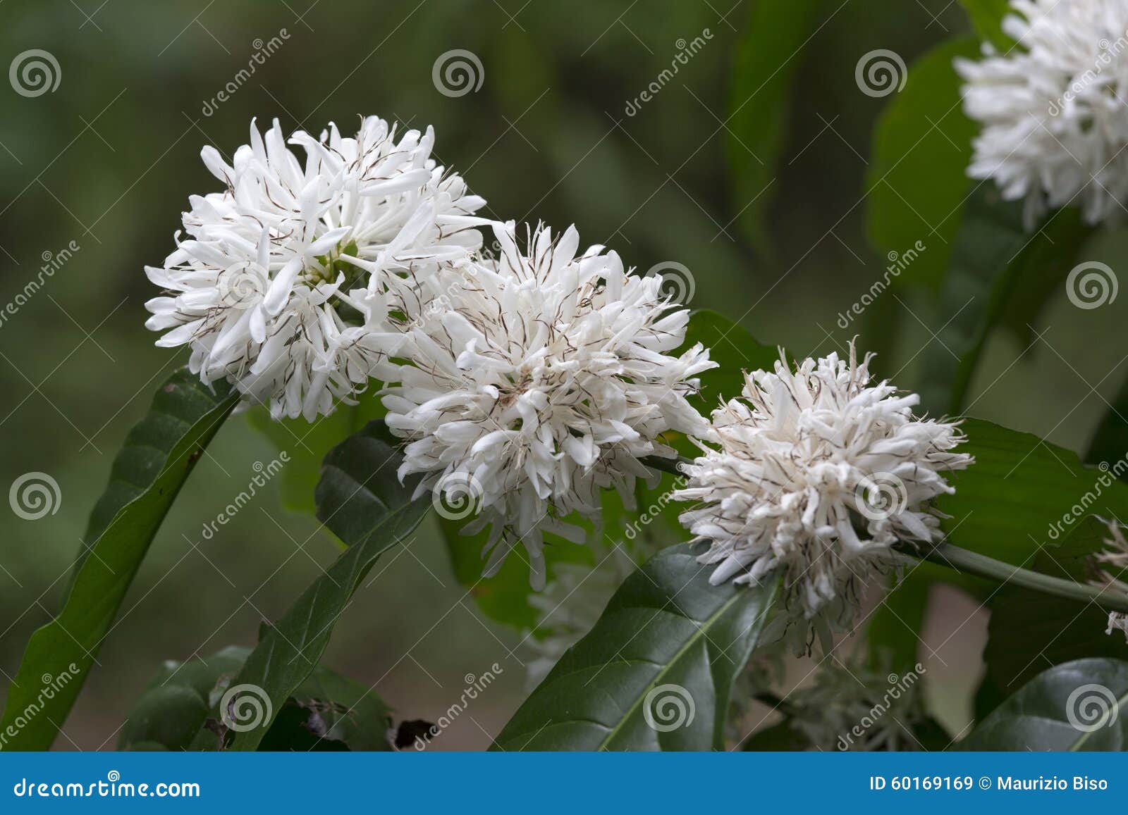 Coffe tree stock image. Image of espresso, leaf, arabica - 60169169
