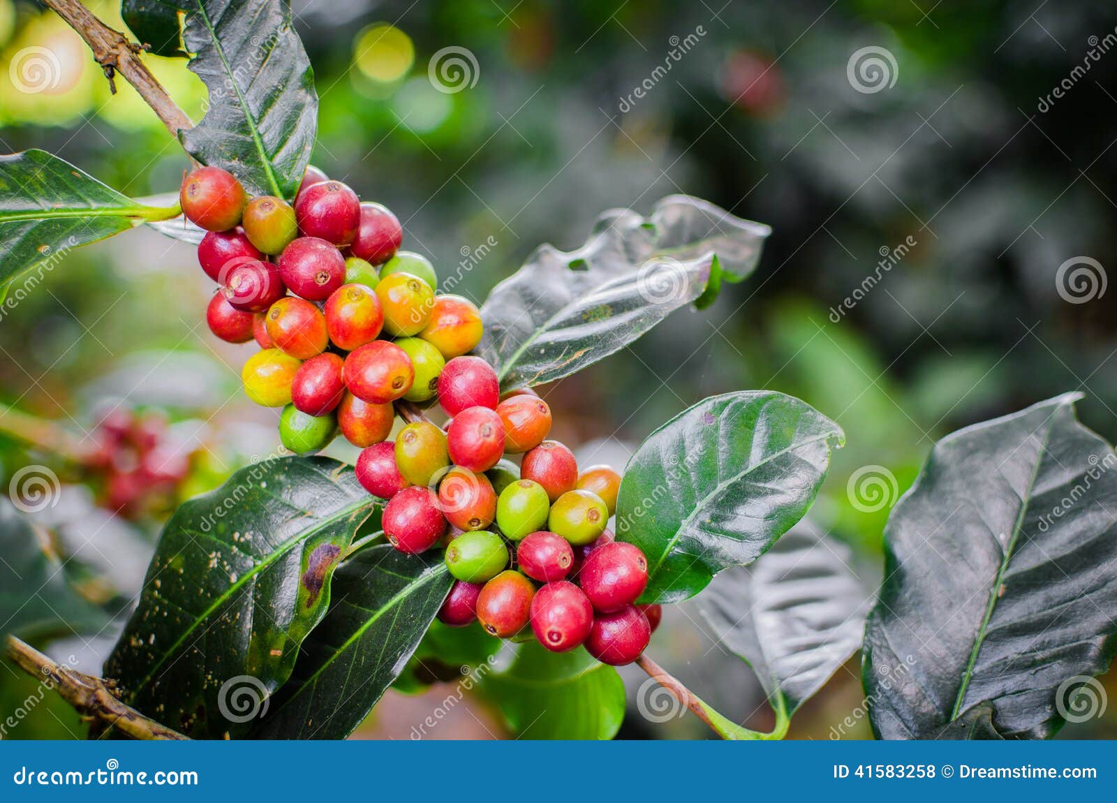 Coffea Arabica Plantation Stock Photography | CartoonDealer.com #147961184