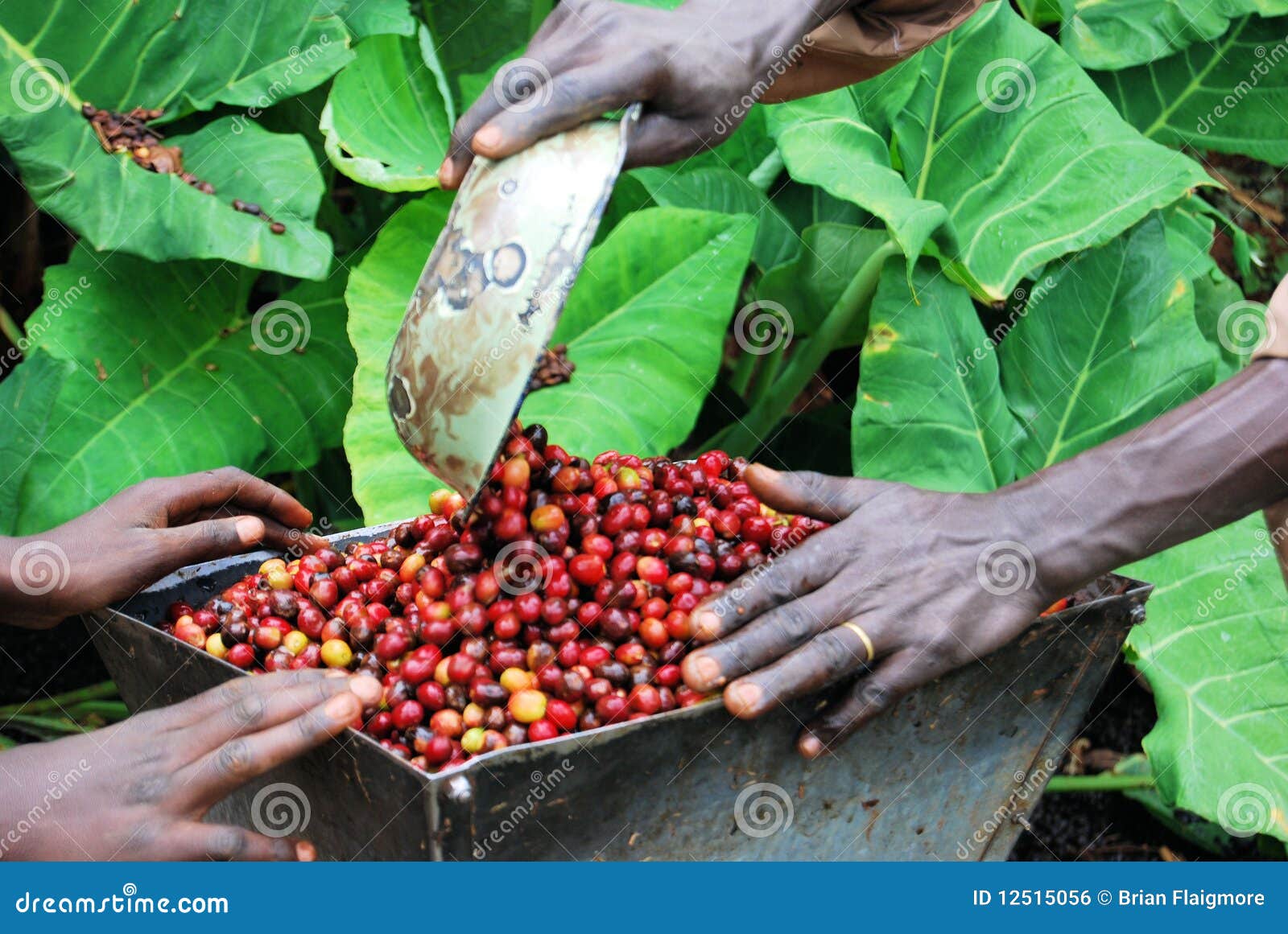 Coffee stock photo. Image of uganda, espresso, industry - 12515056
