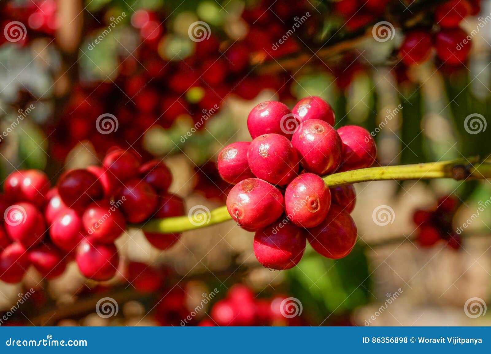 Coffee arabica tree stock photo. Image of evergreen, agriculture - 86356898