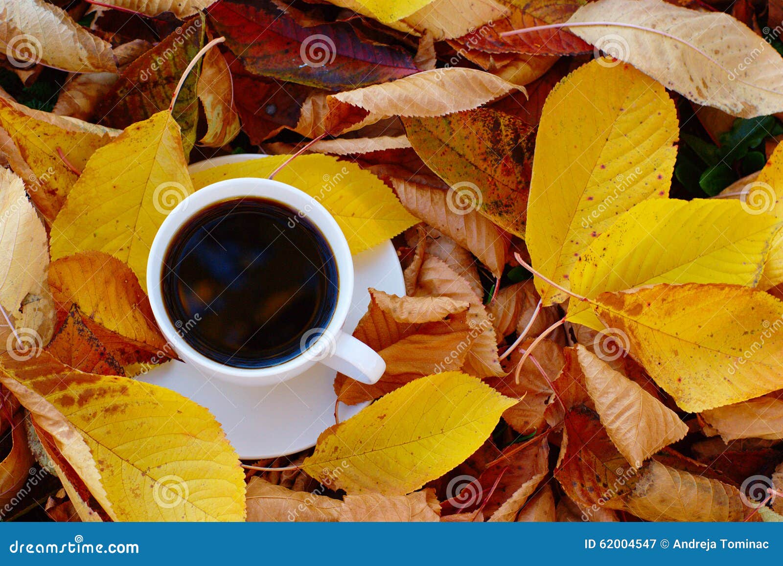 Coffee in Autumn Leaves stock image. Image of drink, white - 62004547