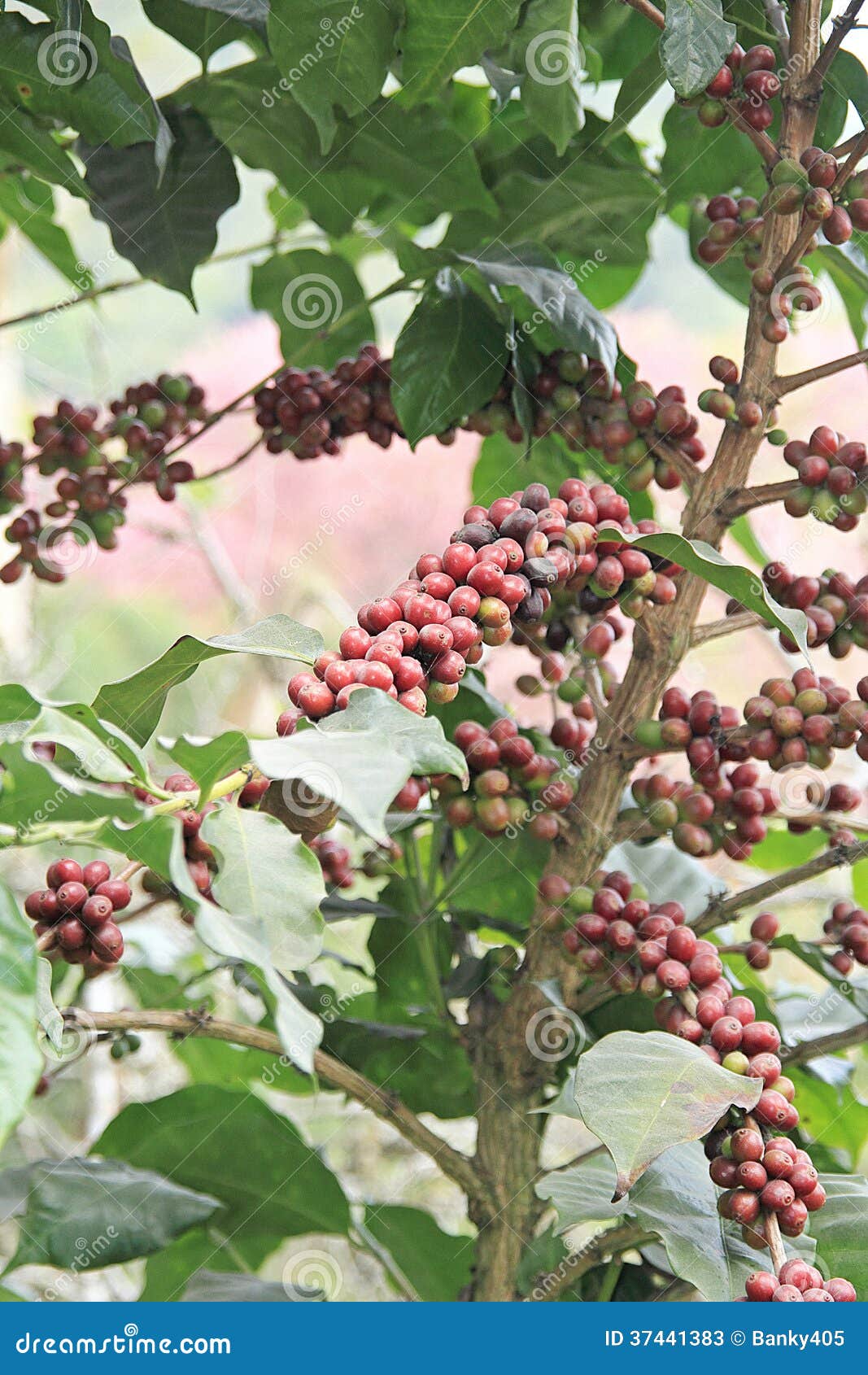 Coffee bean stock image. Image of beverage, bush, grow - 37441383