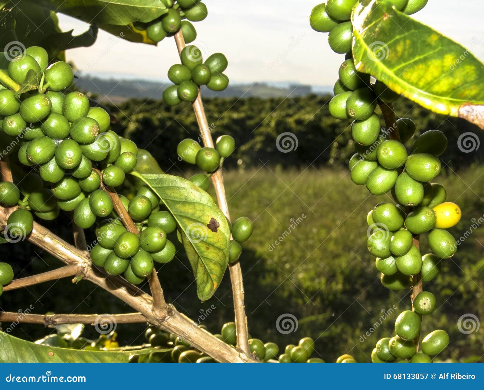 Coffee bean stock image. Image of farm, coffea, harvest - 68133057