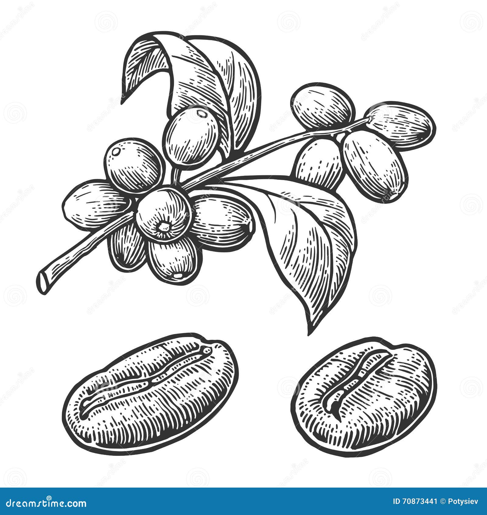 Coffee Bean, Branch with Leaf and Berry. Hand Drawn Vector Vintage ... Coffee Bean, Branch with Leaf and Berry. Hand Drawn Vector Vintage ...