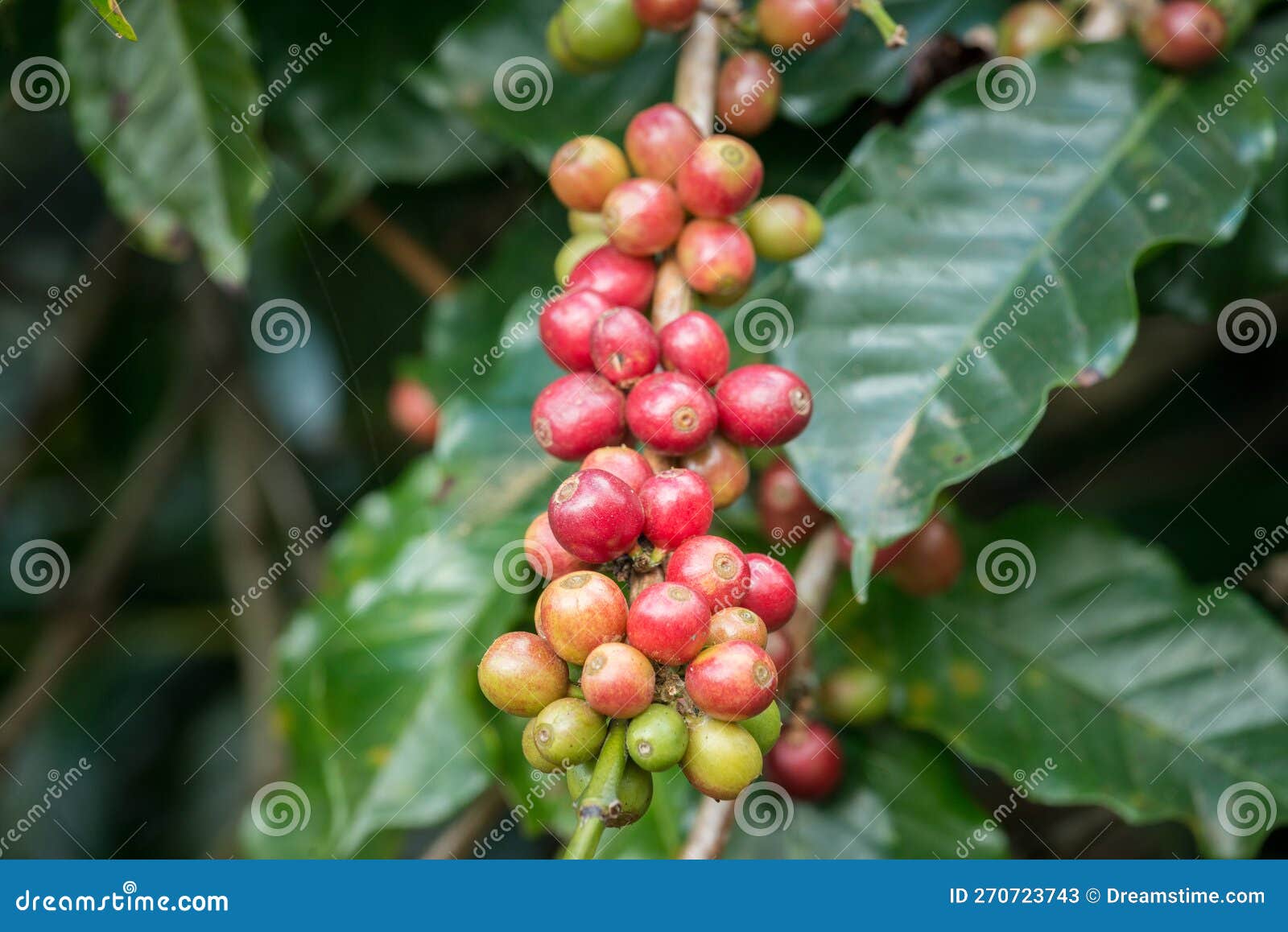 Coffee Bean on a Branch of Coffee Tree. Stock Image - Image of africa ...