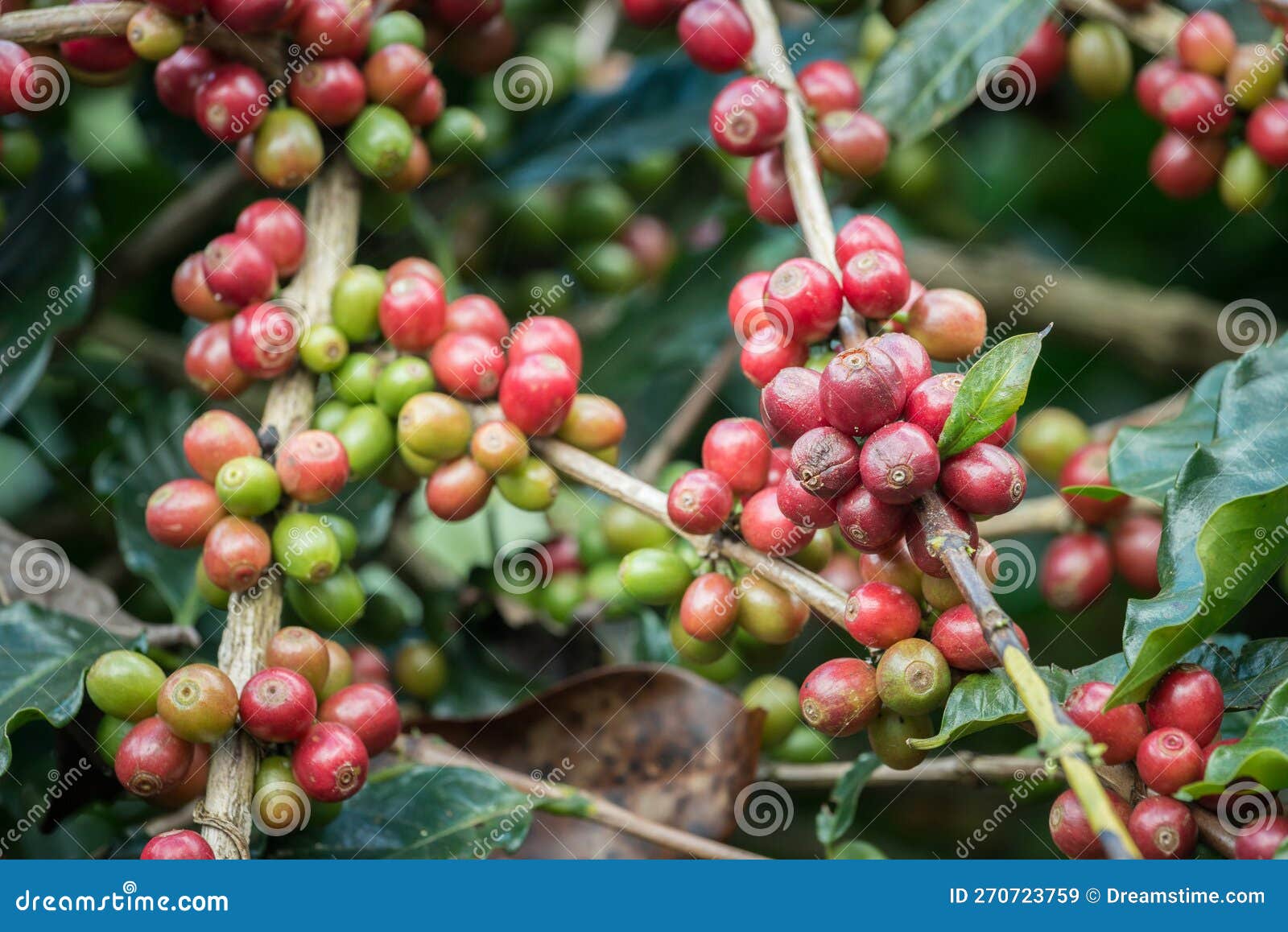 Coffee Bean on a Branch of Coffee Tree. Stock Image - Image of ...