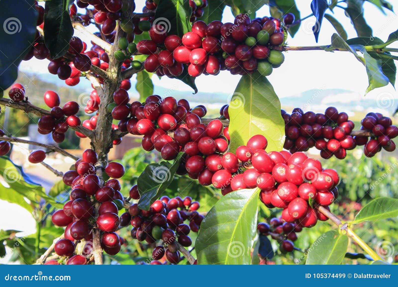 Coffee bean on coffee tree stock image. Image of garden - 105374499