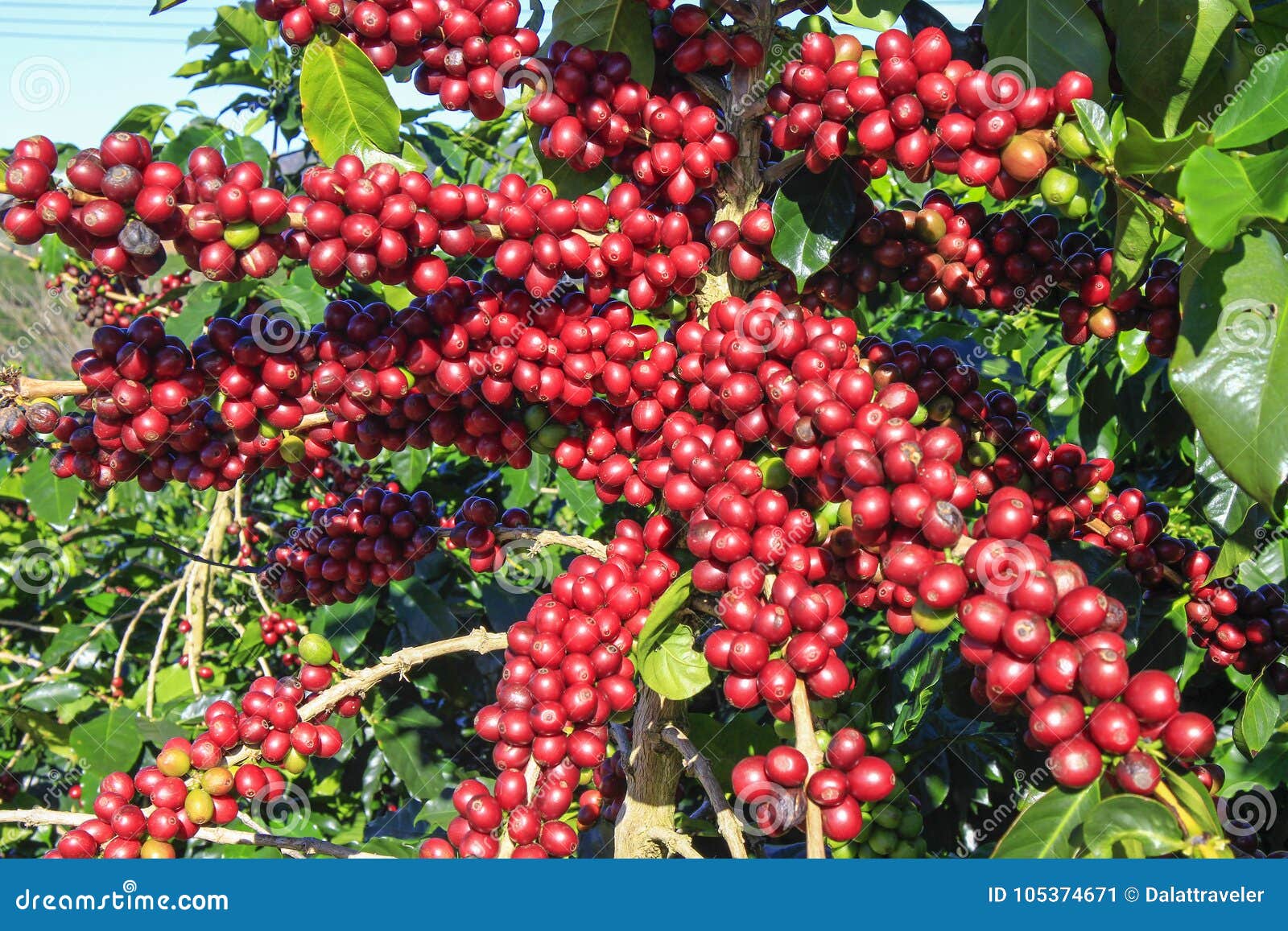 Coffee bean on coffee tree stock image. Image of horizontal - 105374671