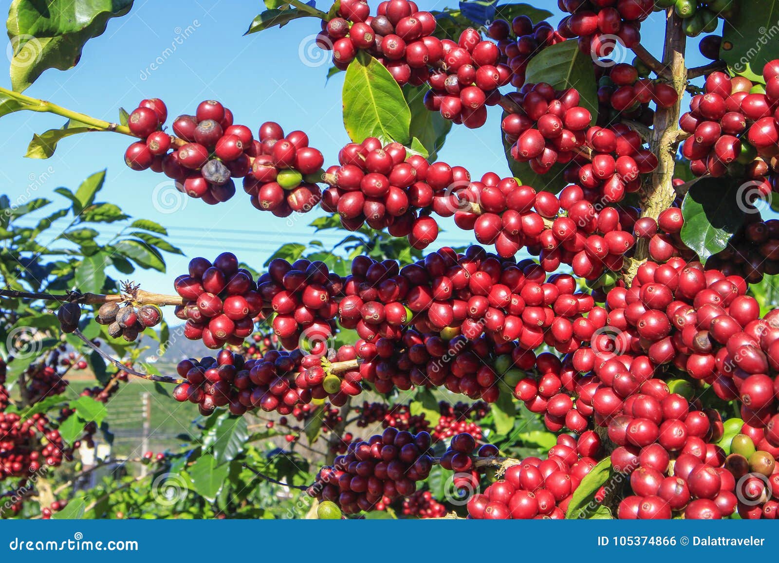 Coffee bean on coffee tree stock photo. Image of main - 105374866