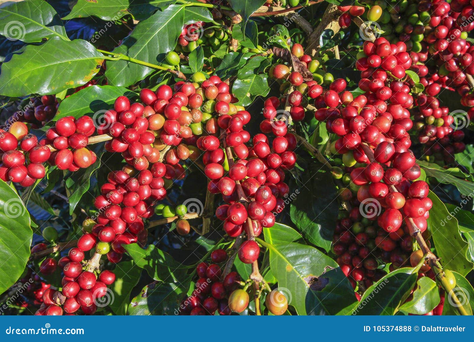 Coffee bean on coffee tree stock photo. Image of asia - 105374888