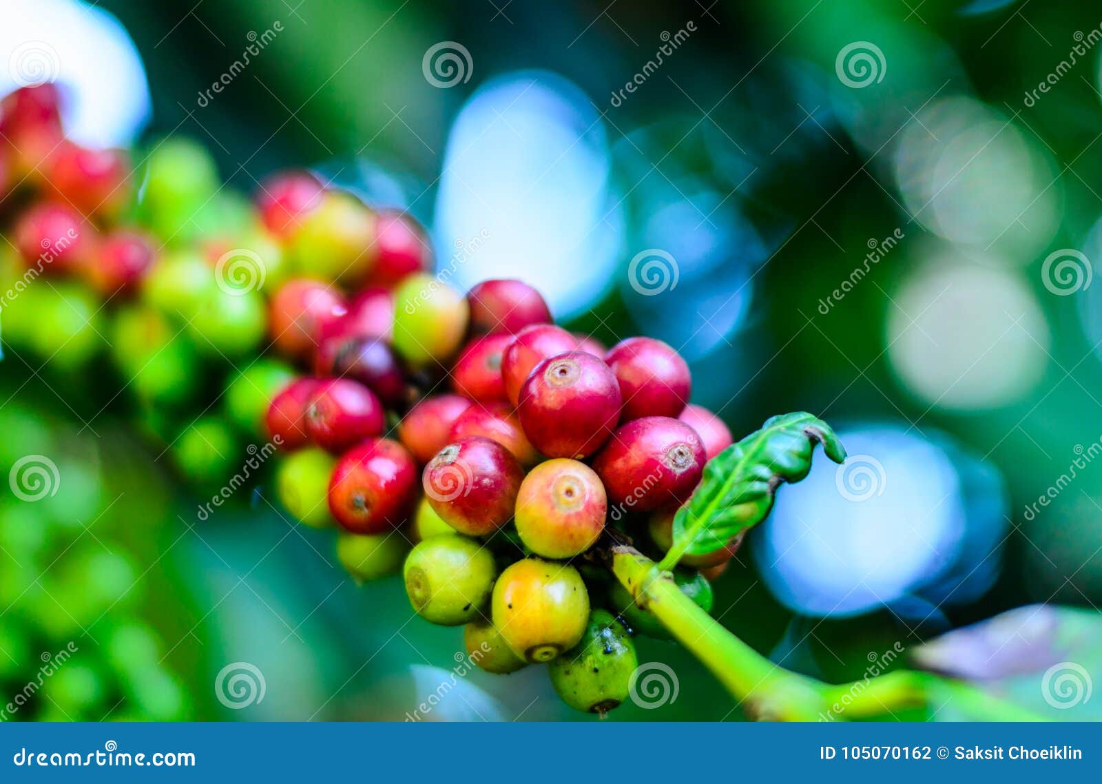 Coffee bean,coffee tree stock photo. Image of berries - 105070162