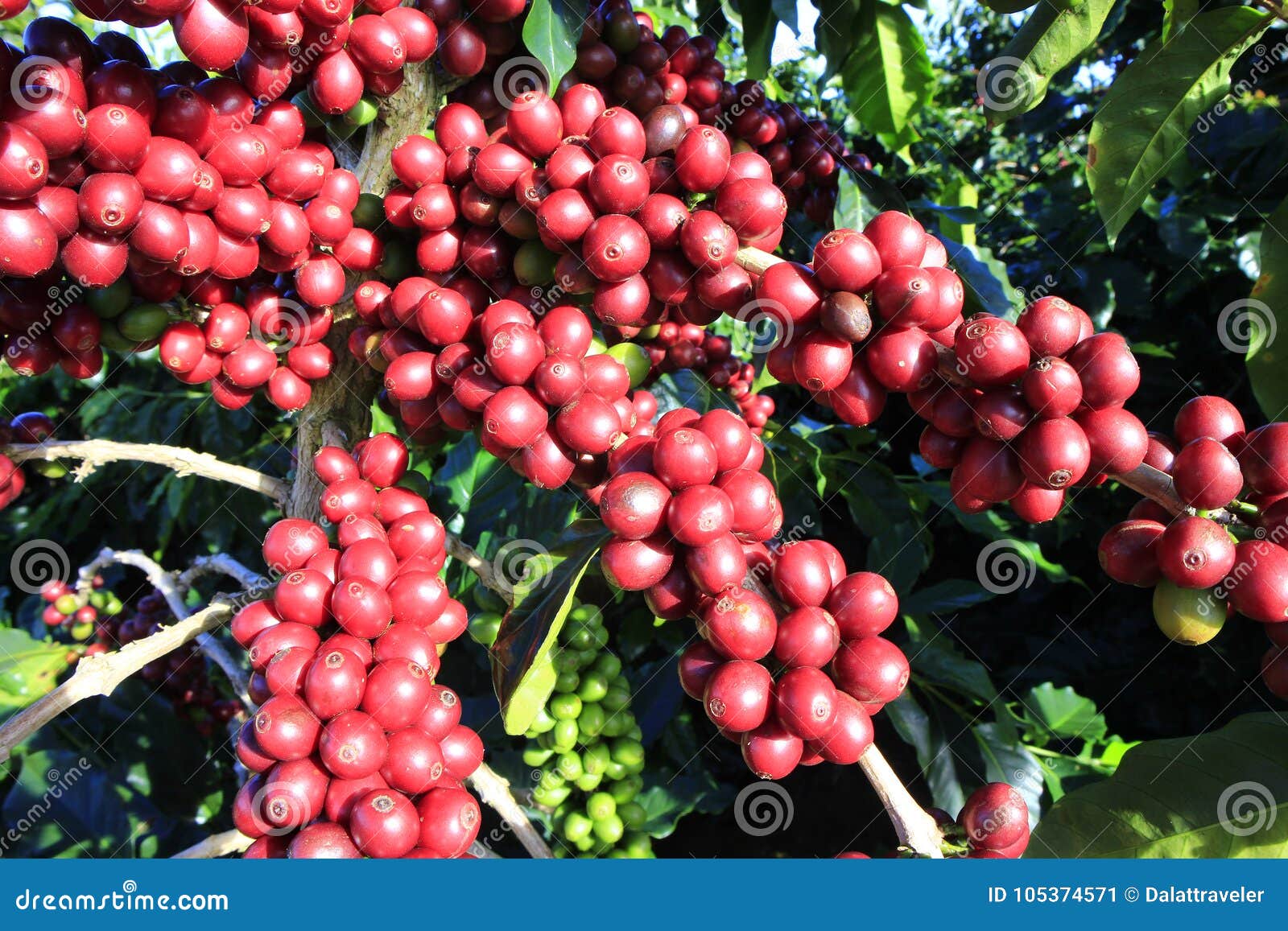 Coffee bean on coffee tree stock image. Image of place - 105374571