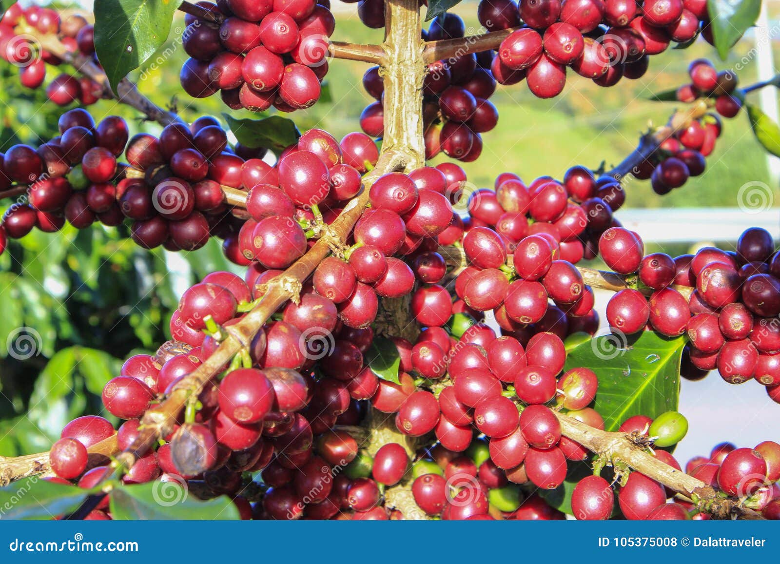 Coffee bean on coffee tree stock photo. Image of bean - 105375008