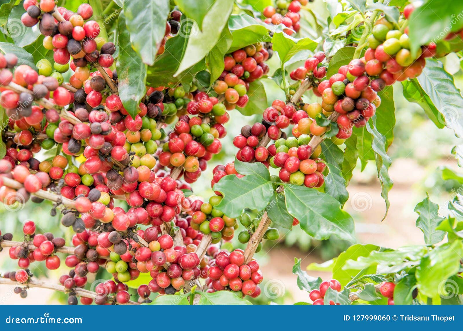 Coffee Bean and Coffee Tree Stock Photo - Image of main, cafe: 127999060