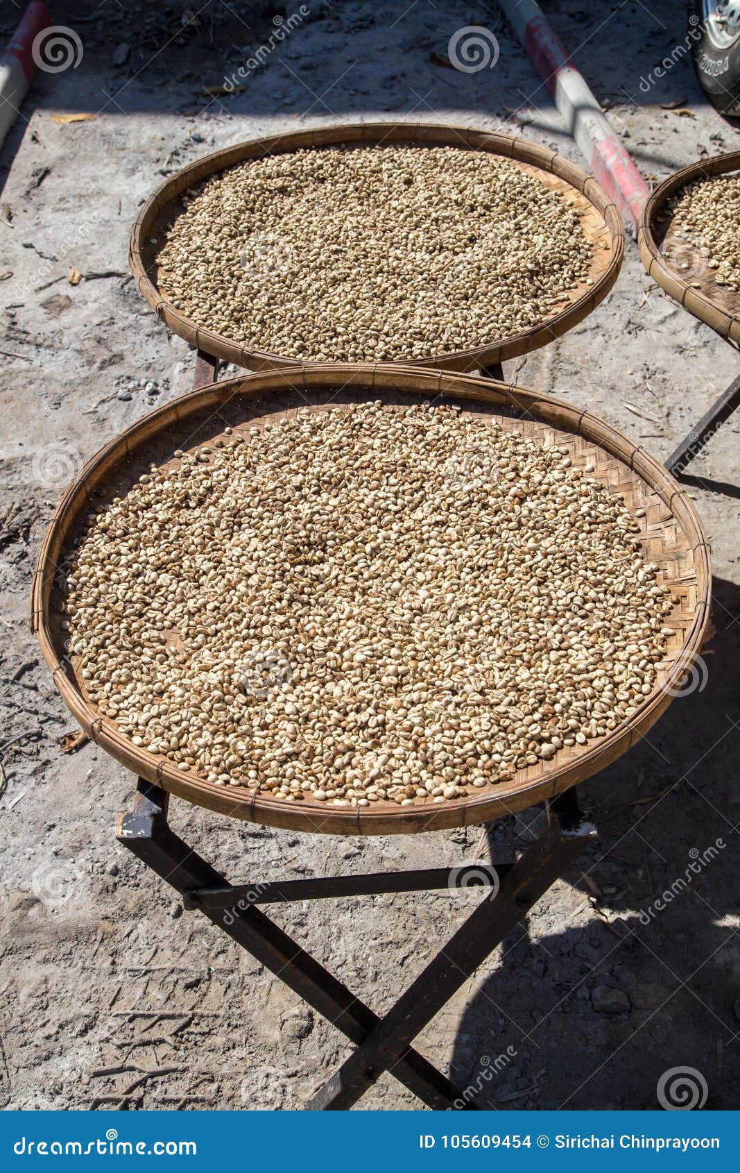 Coffee Bean Drying in the Sun in Threshing Basket Stock Photo - Image ...