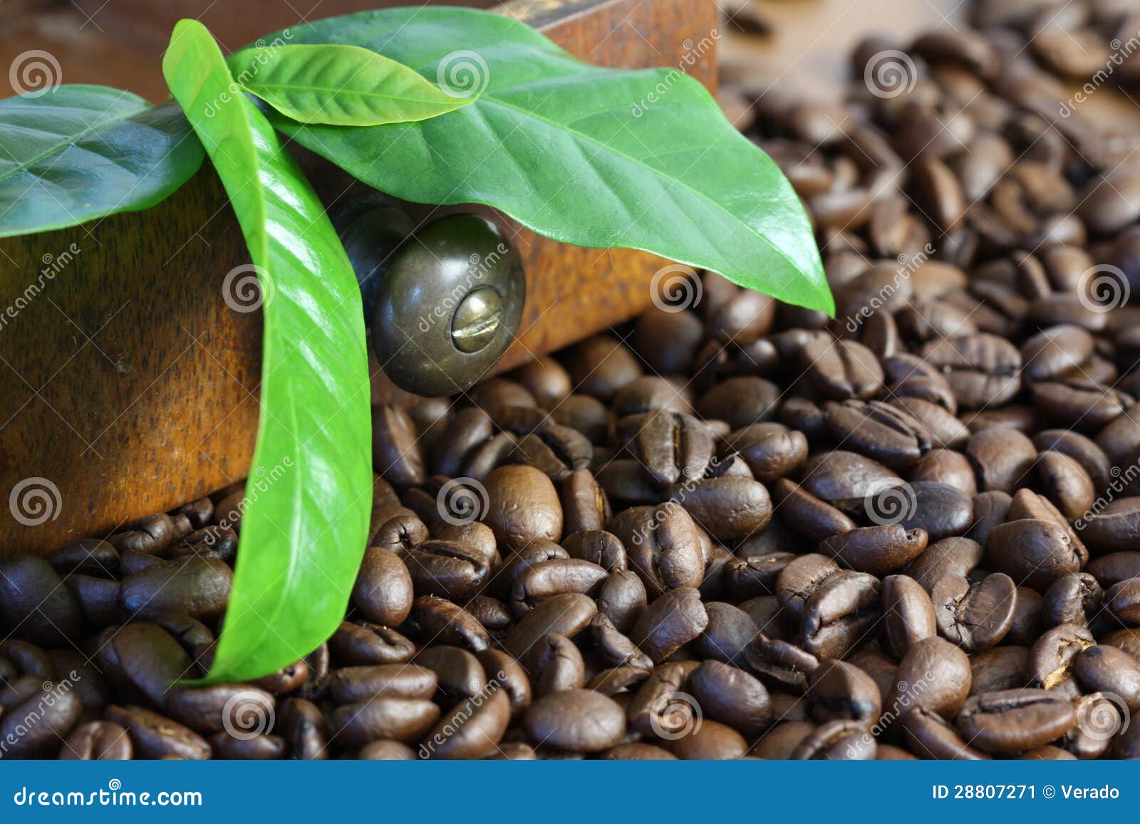 Coffee - bean and leaf stock image. Image of life, beans - 28807271