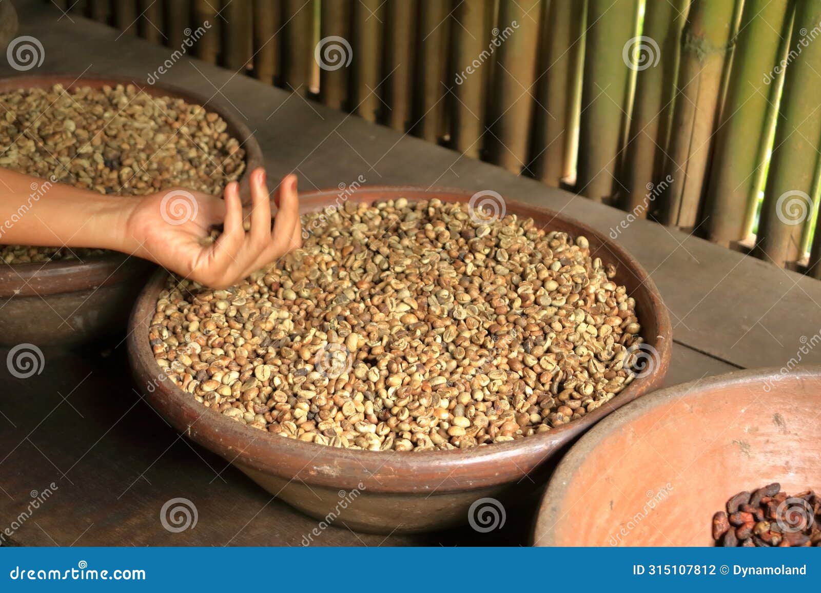Coffee Bean Plantation in Bali, Indonesia Stock Photo - Image of luwak ...