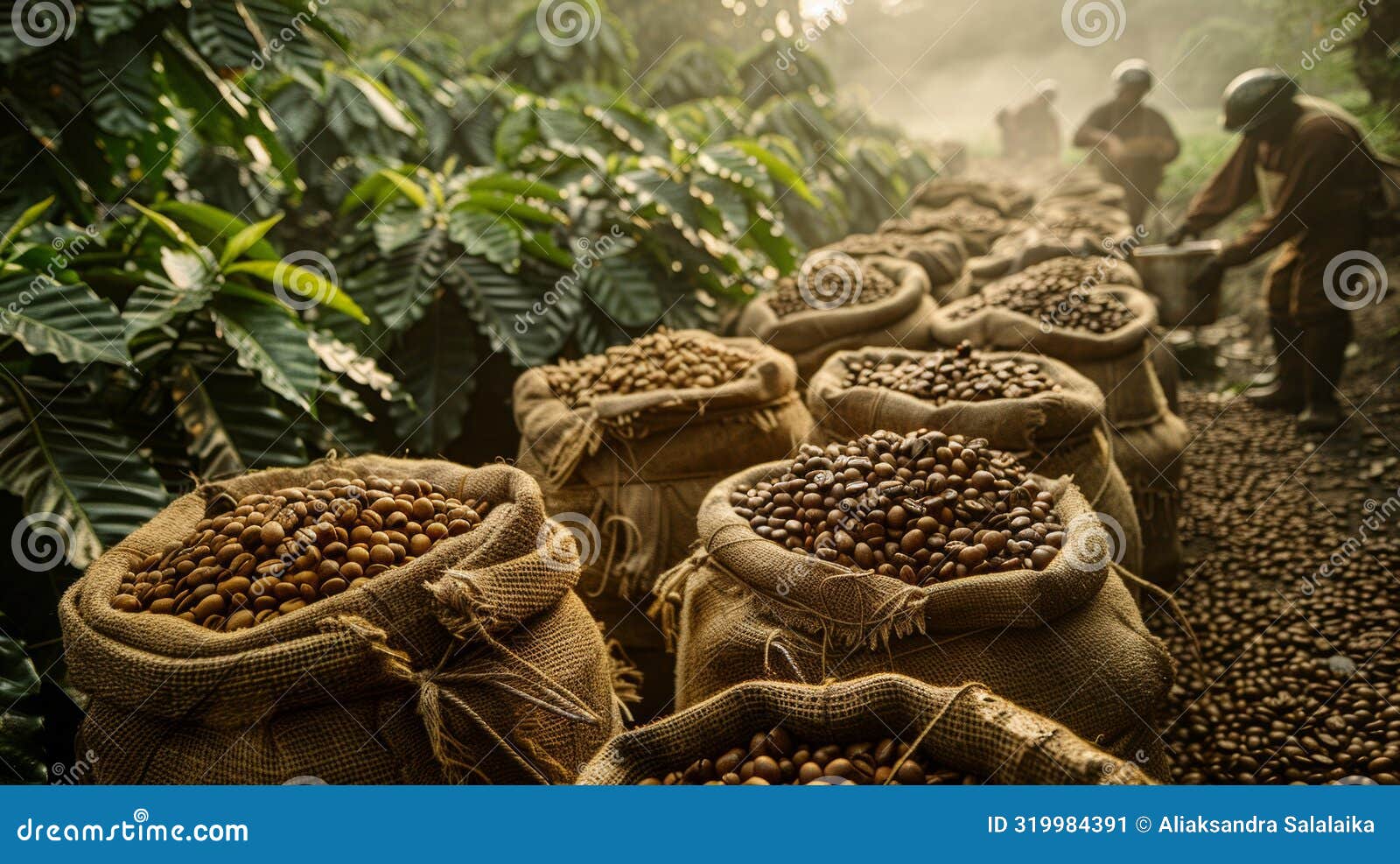 Coffee Bean Processing, at the Coffee Plantation, Workers Inspect ...