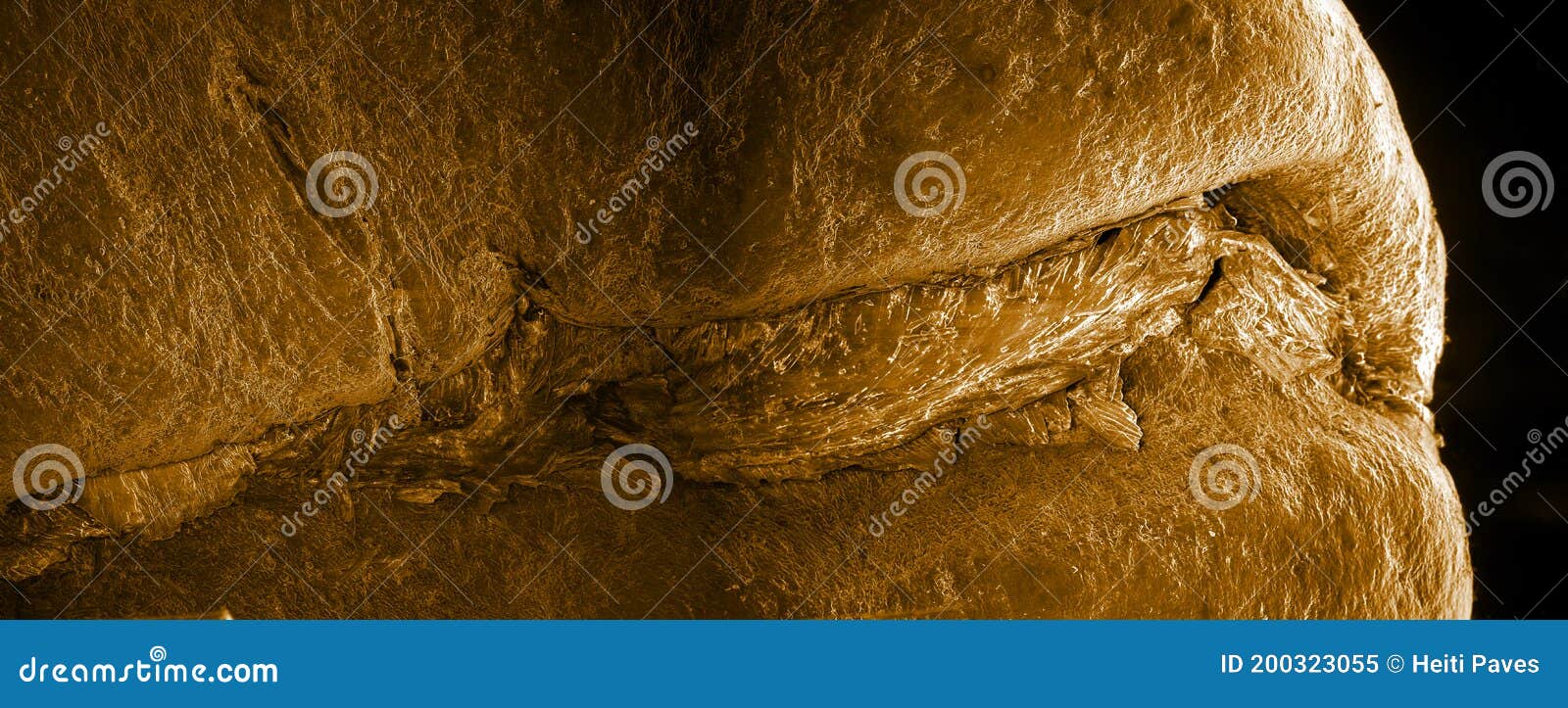 Coffee Bean, Scanning Electron Microscopy Stock Image - Image of brown ...