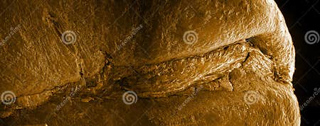 Coffee Bean, Scanning Electron Microscopy Stock Image - Image of brown ...