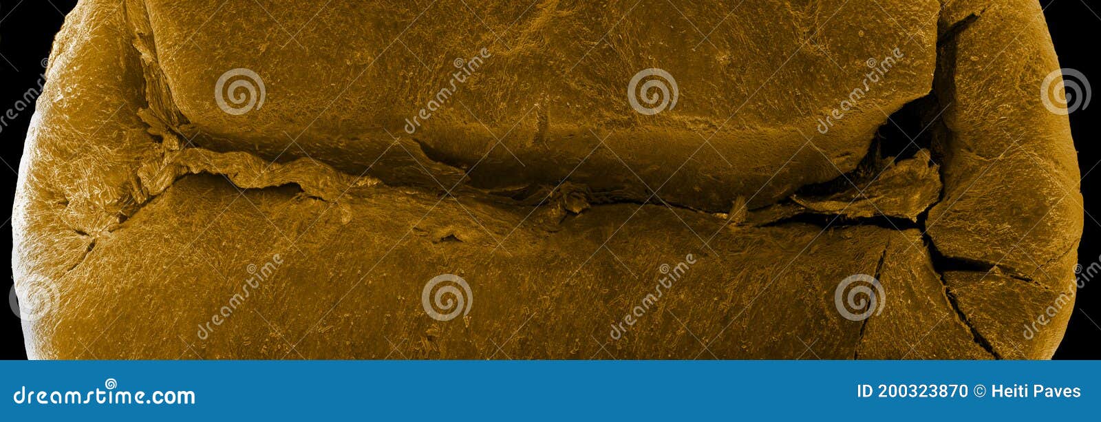 Coffee Bean, Scanning Electron Microscopy Stock Photo - Image of ...